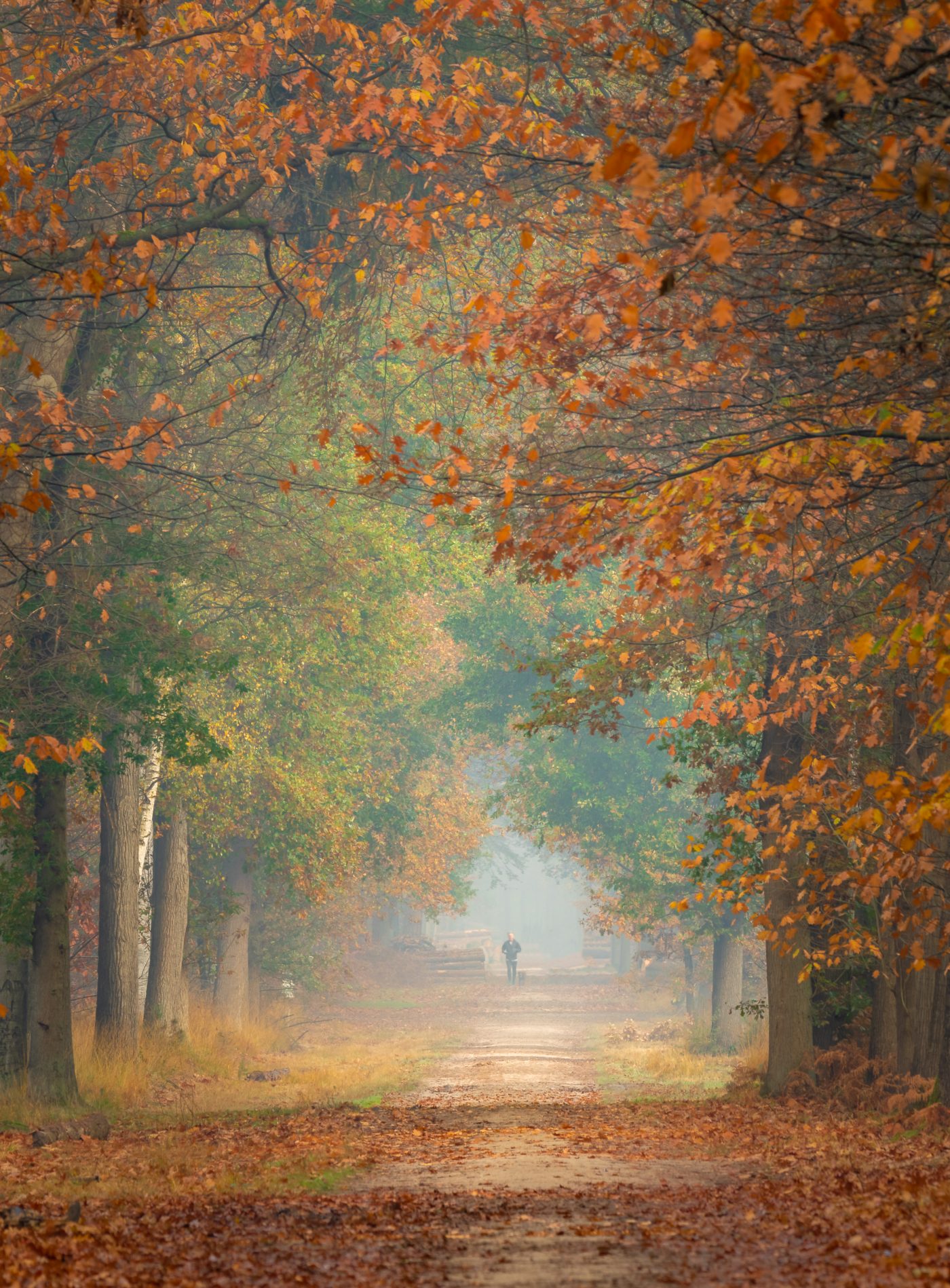 Een hardloper in het mistige Mastbos - Breda - Arisca Photography